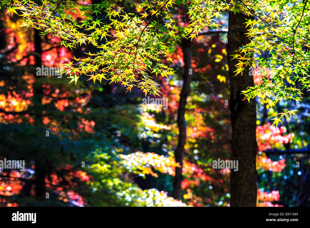 Colorful maple hi-res stock photography and images - Alamy