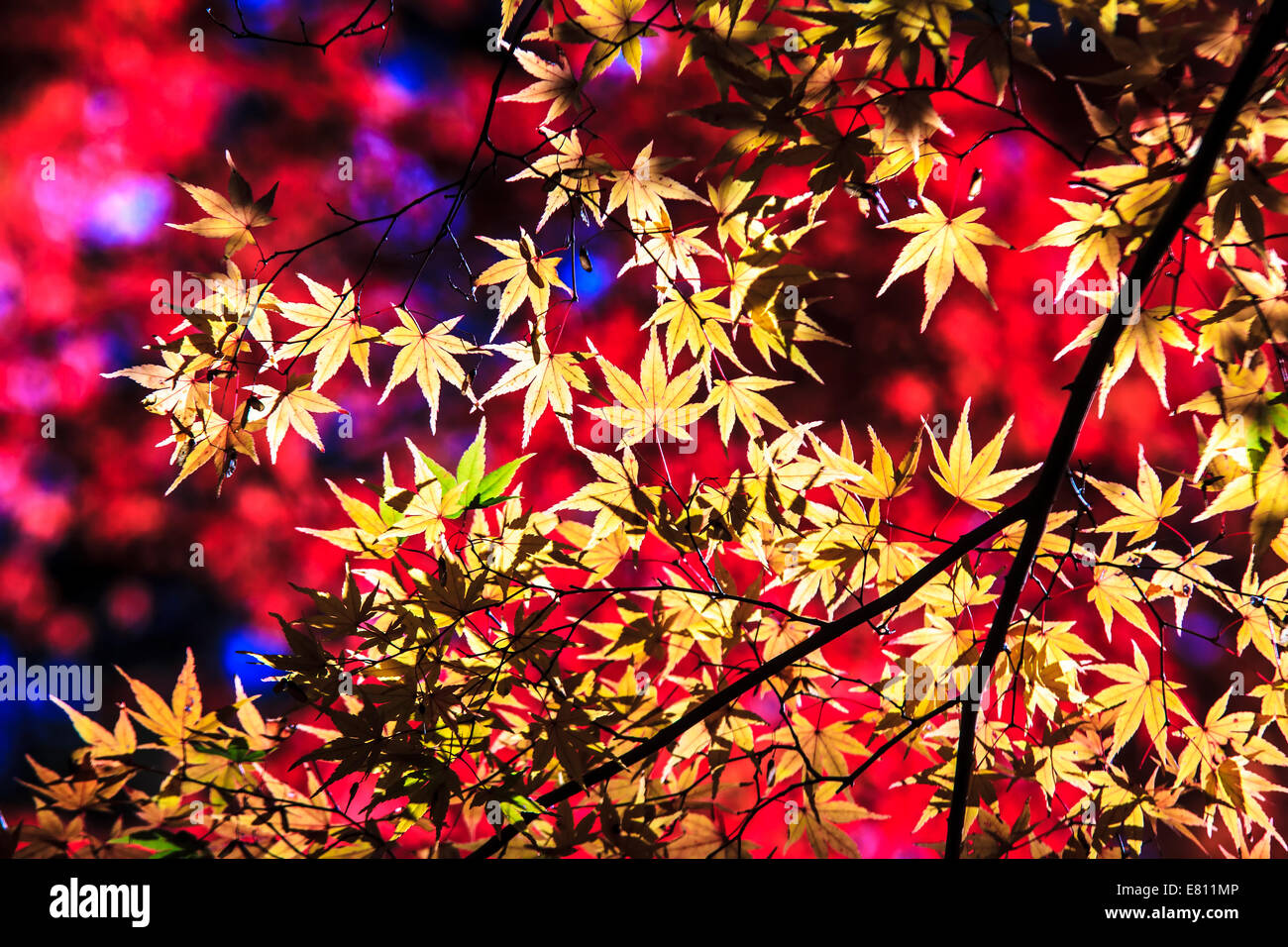Colorful maple leaf for adv or others purpose use Stock Photo - Alamy