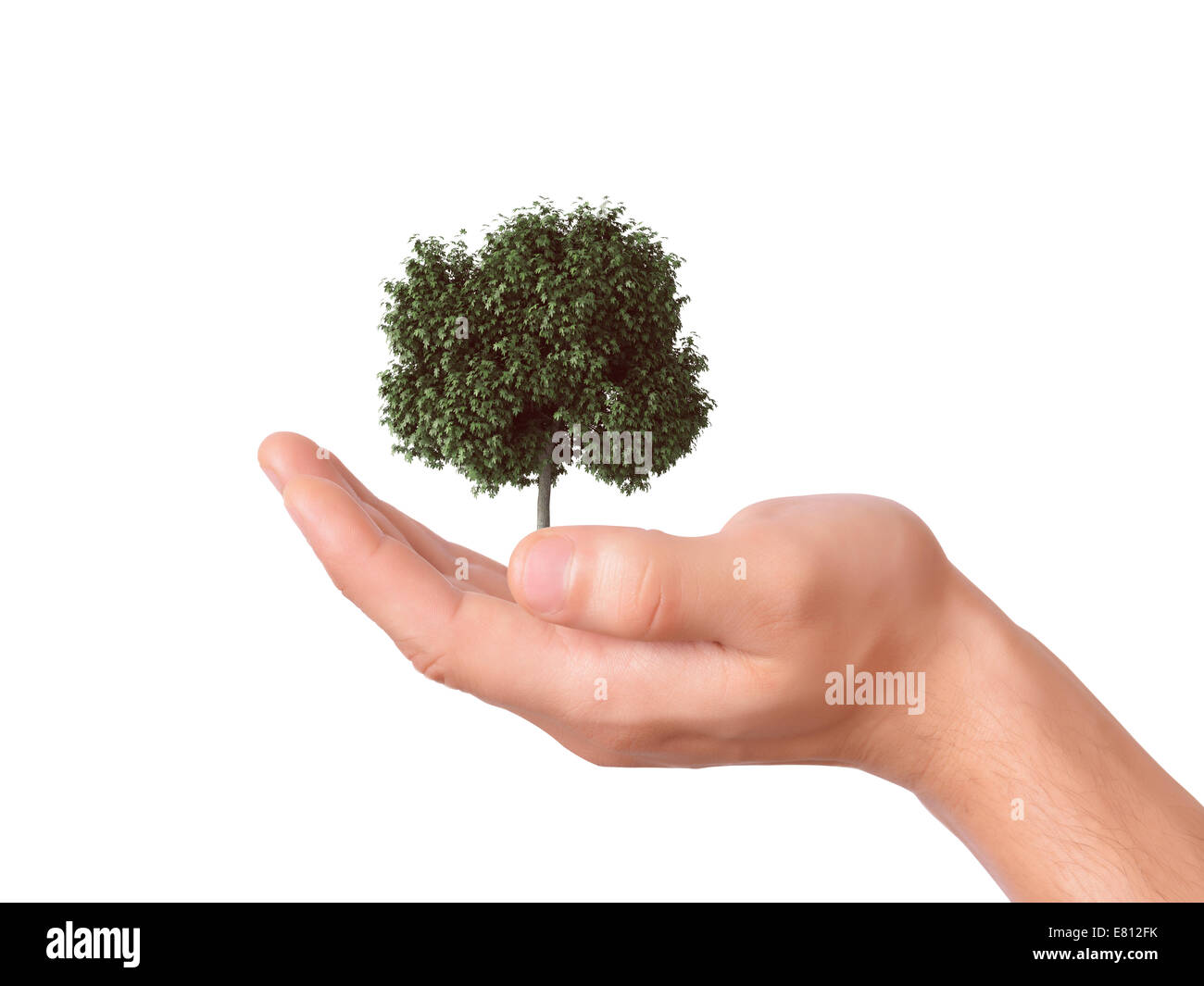 hand holding a big tree with isolated background. ecology concept Stock ...