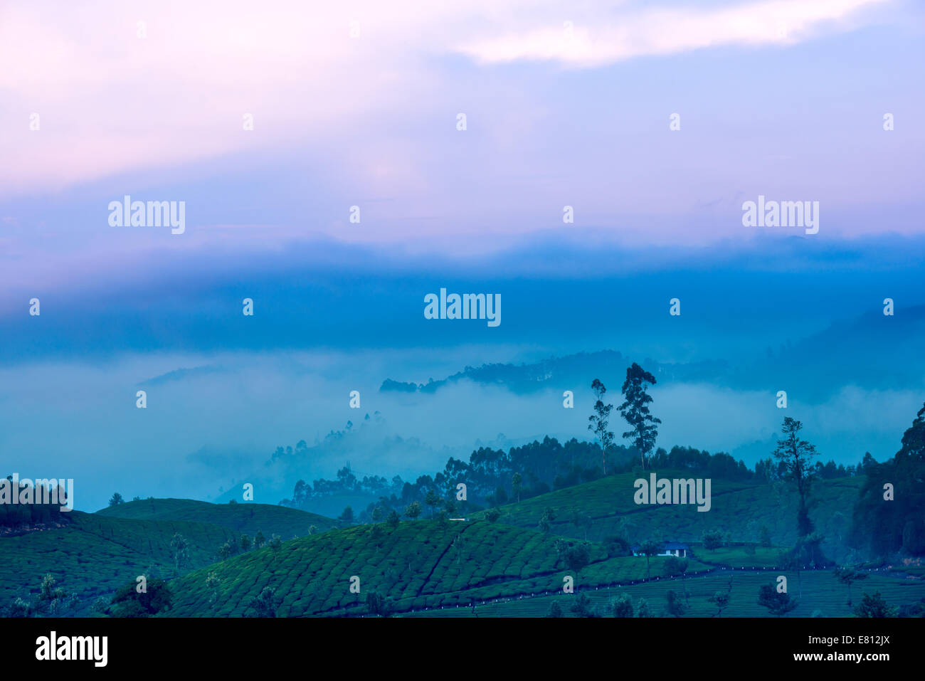 beautiful landscape with a tree and fog in a pre-dawn haze in India ...