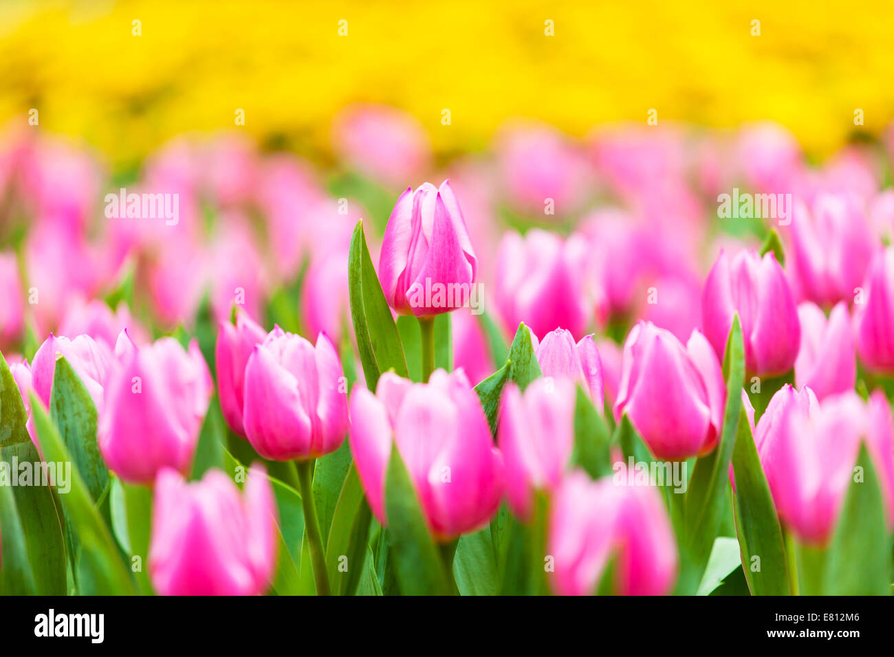 Tulip field in spring Stock Photo - Alamy