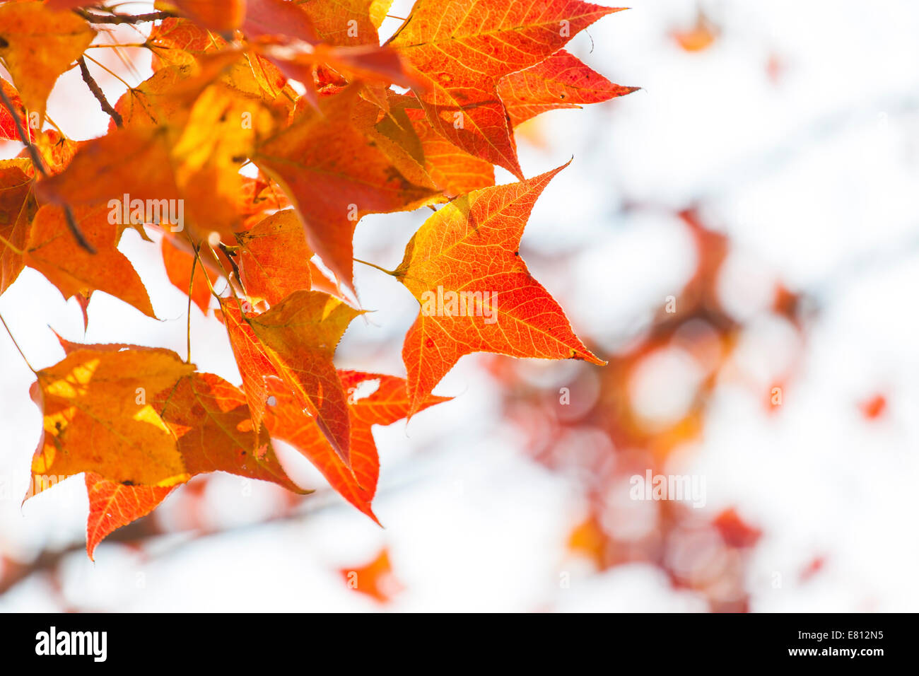 View through red maple leaves hi-res stock photography and images - Alamy