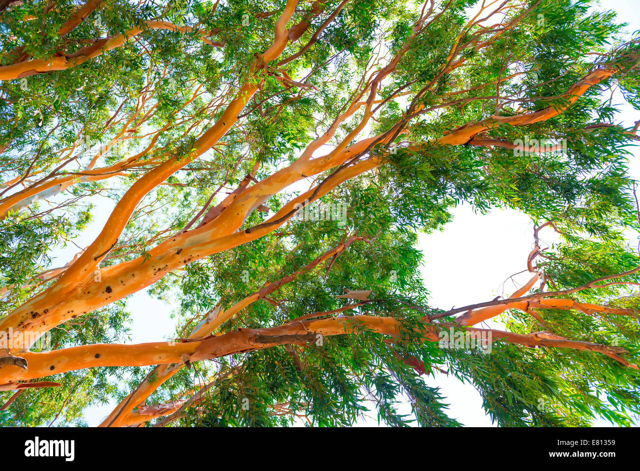 high eucalyptus tree with lush foliage Stock Photo - Alamy