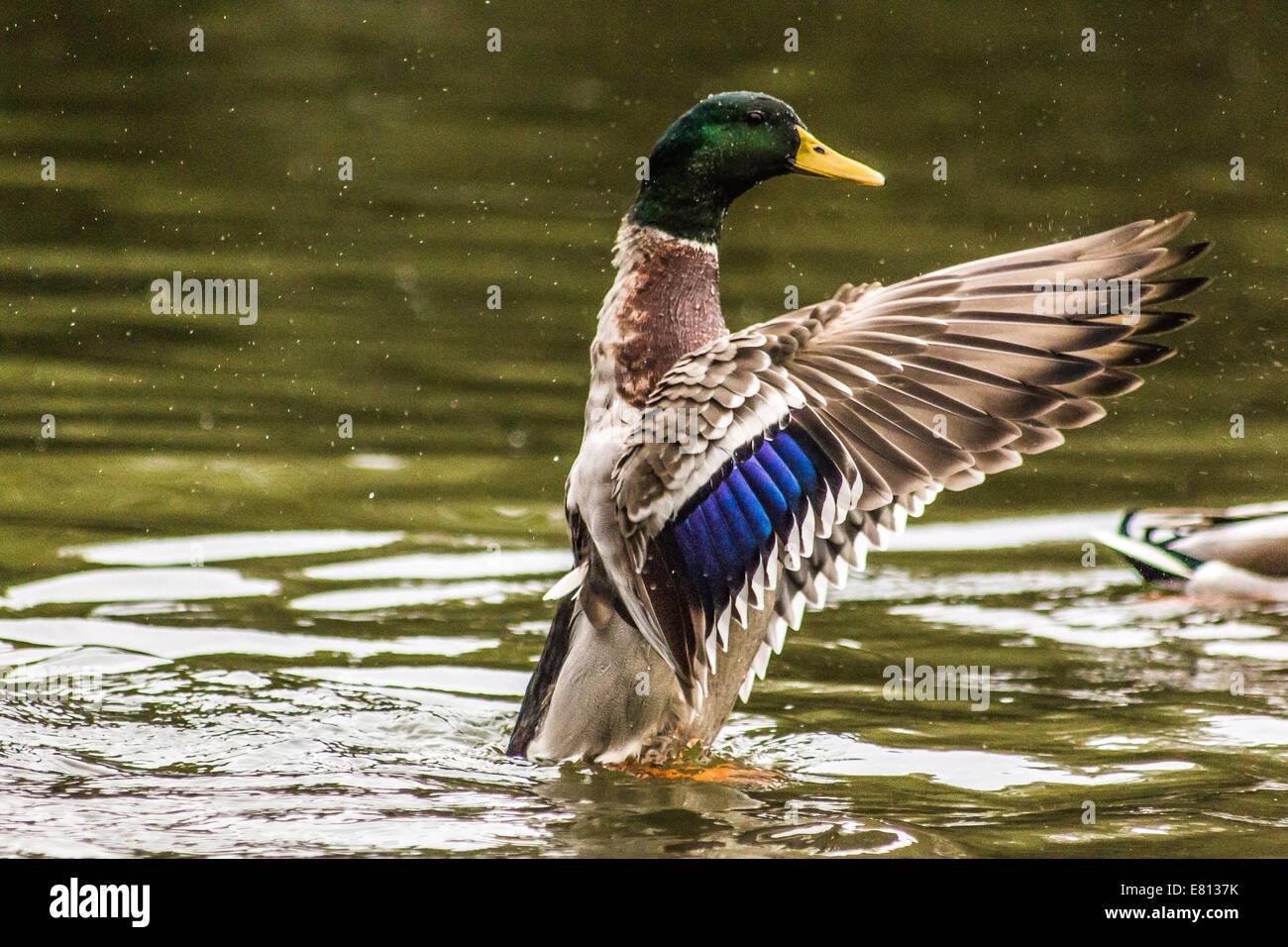Mallard Stretching it's Wings at Attenborough Nature Reserve Stock ...
