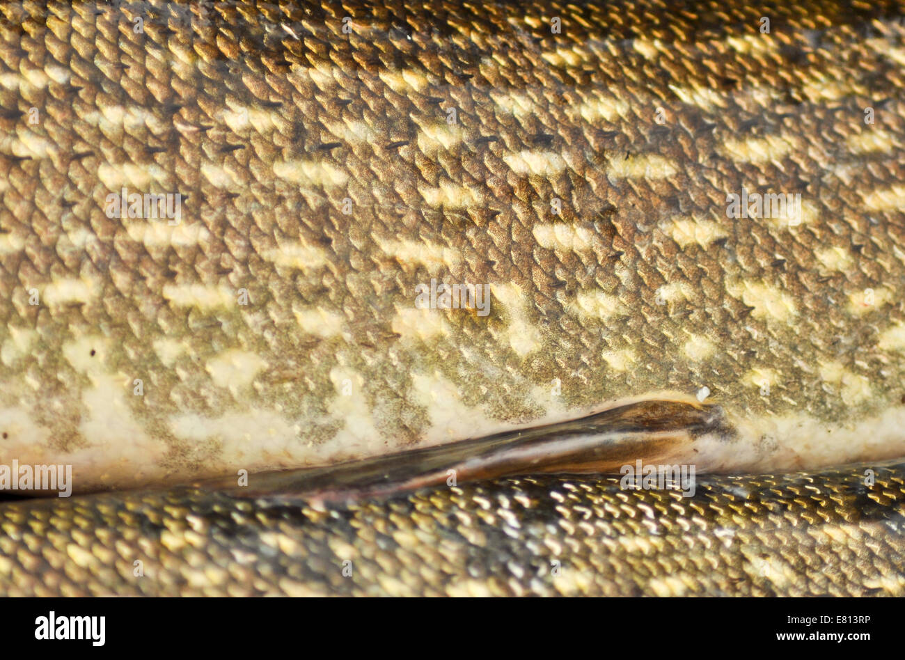 Fish scales texture hi-res stock photography and images - Alamy