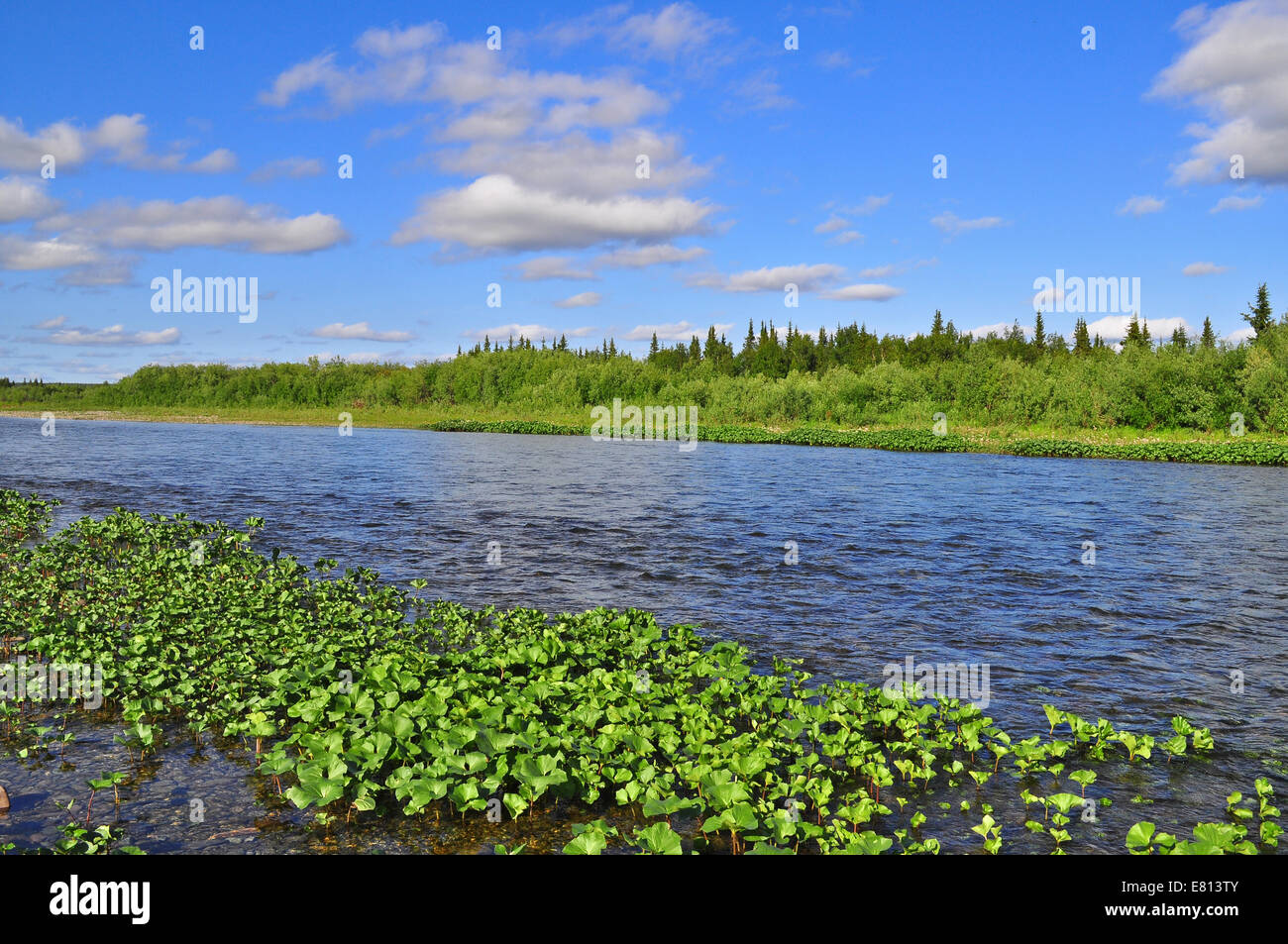 The coast North of the river in the summer. River Kokpela, Polar Ural ...