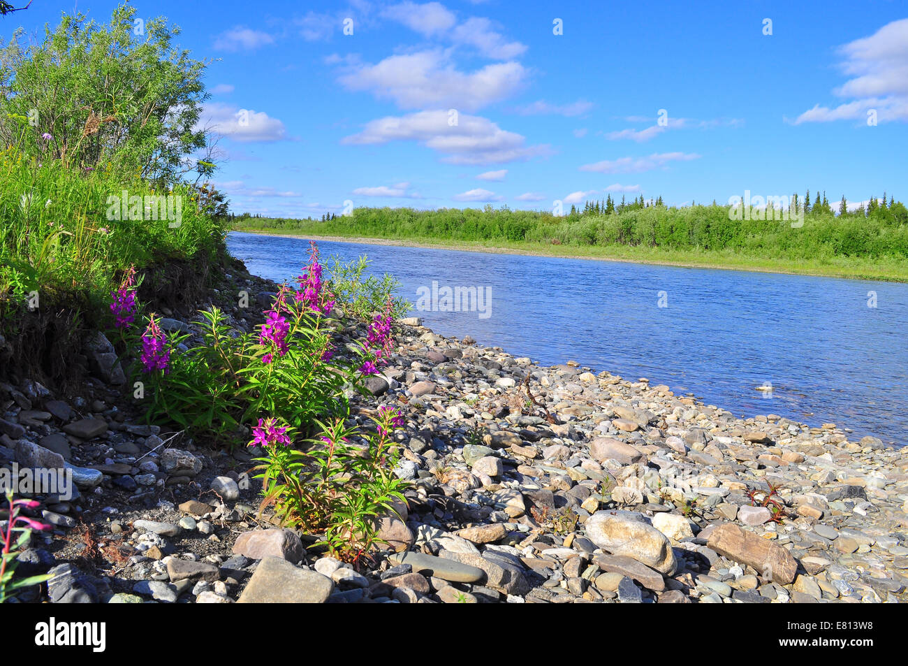 The coast North of the river in the summer. River Kokpela, Polar Ural ...