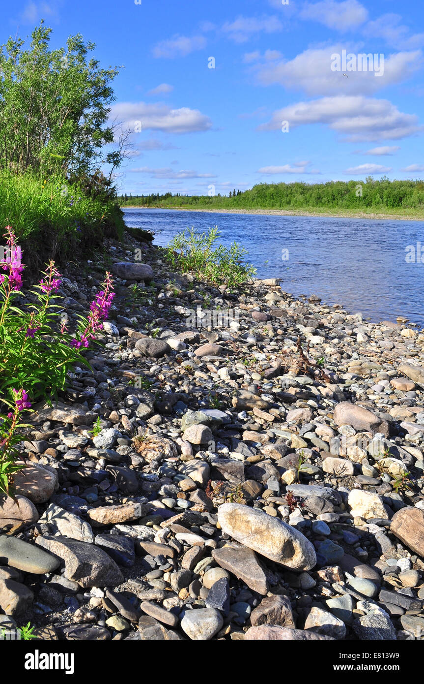 The coast North of the river in the summer. River Kokpela, Polar Ural ...