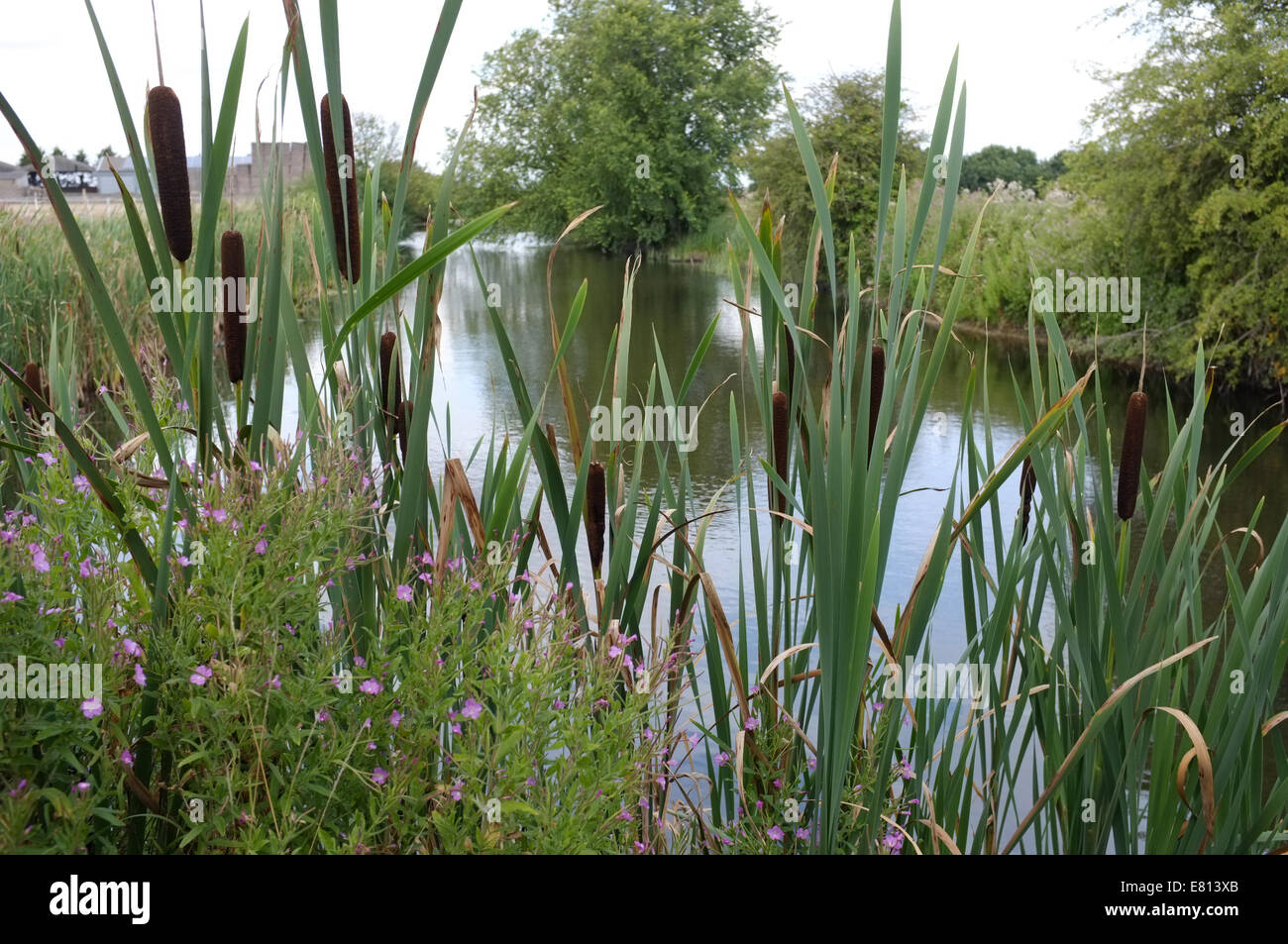 Bulrush [typha] hi-res stock photography and images - Alamy