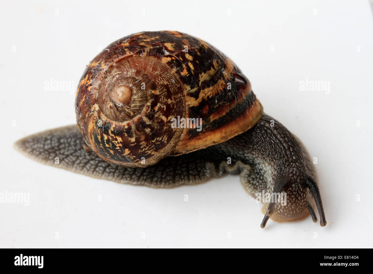 Close up snail hi-res stock photography and images - Alamy