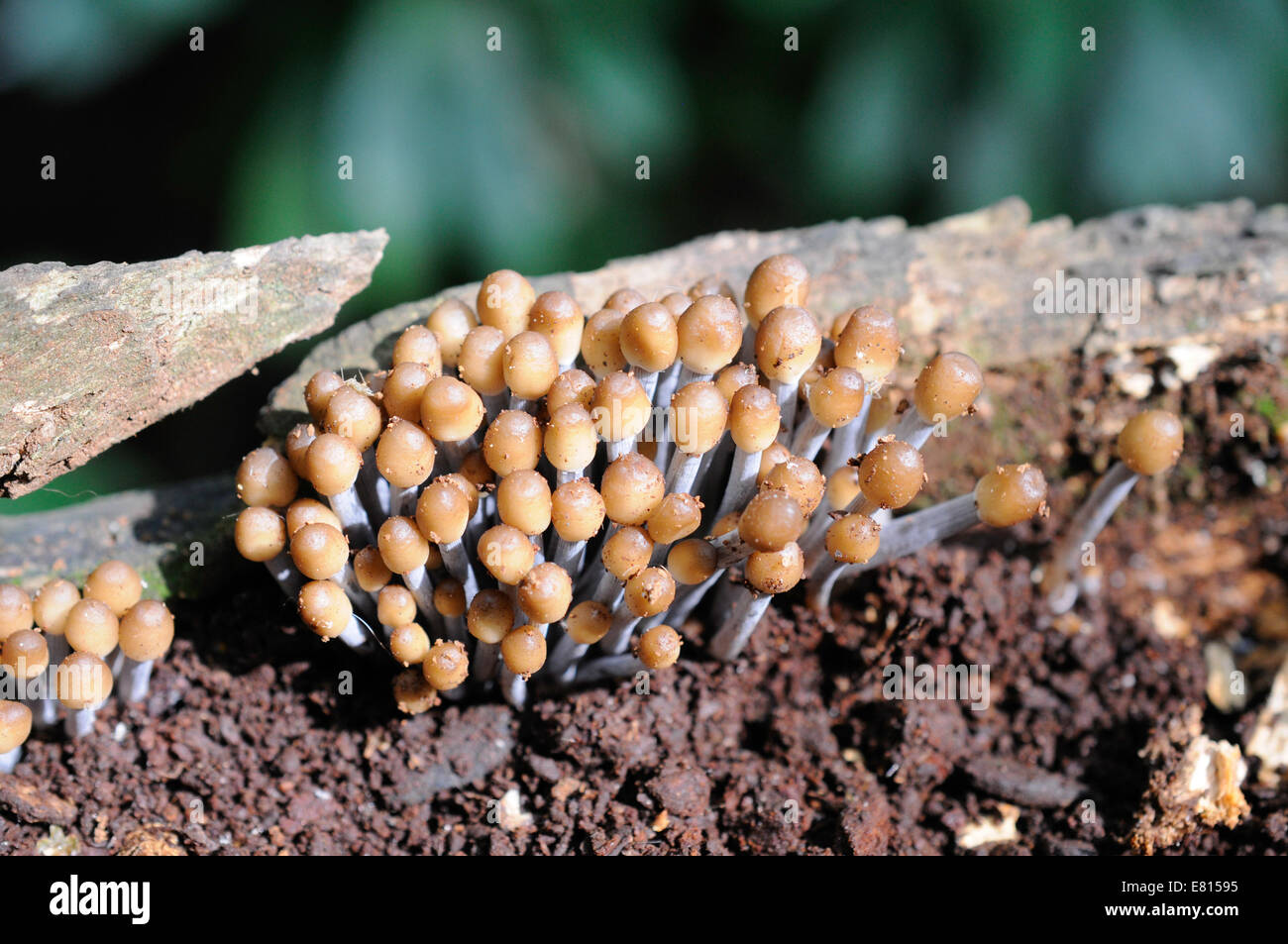 Mycenaceae Stock Photos & Mycenaceae Stock Images - Alamy