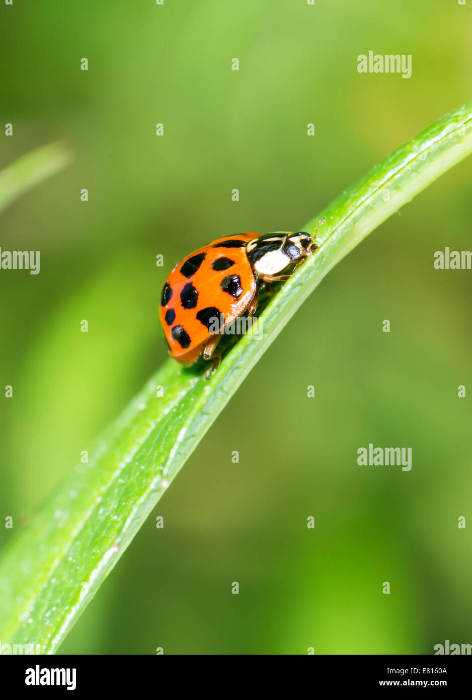 Ladybug sitting on a green leaf Stock Photo - Alamy