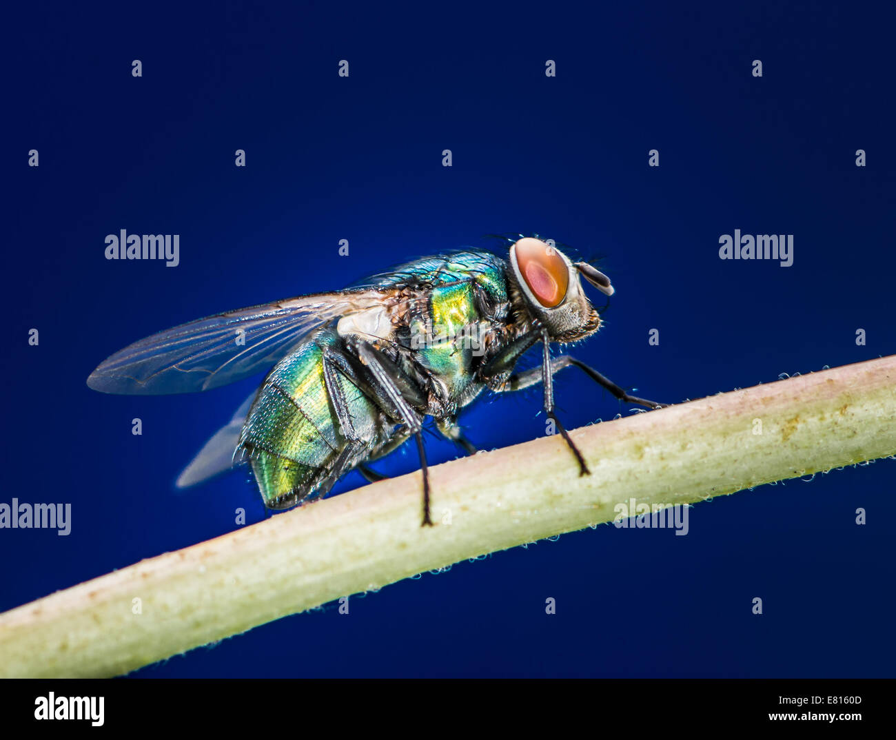 Insect macro of a blowfly Stock Photo - Alamy