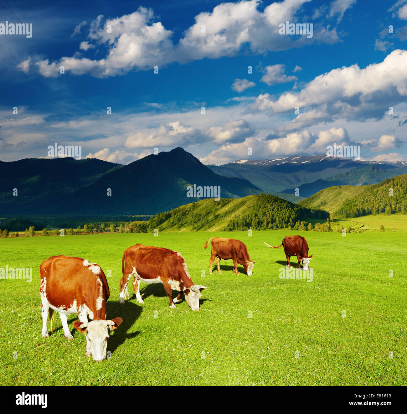 Mountain landscape with grazing cows Stock Photo - Alamy