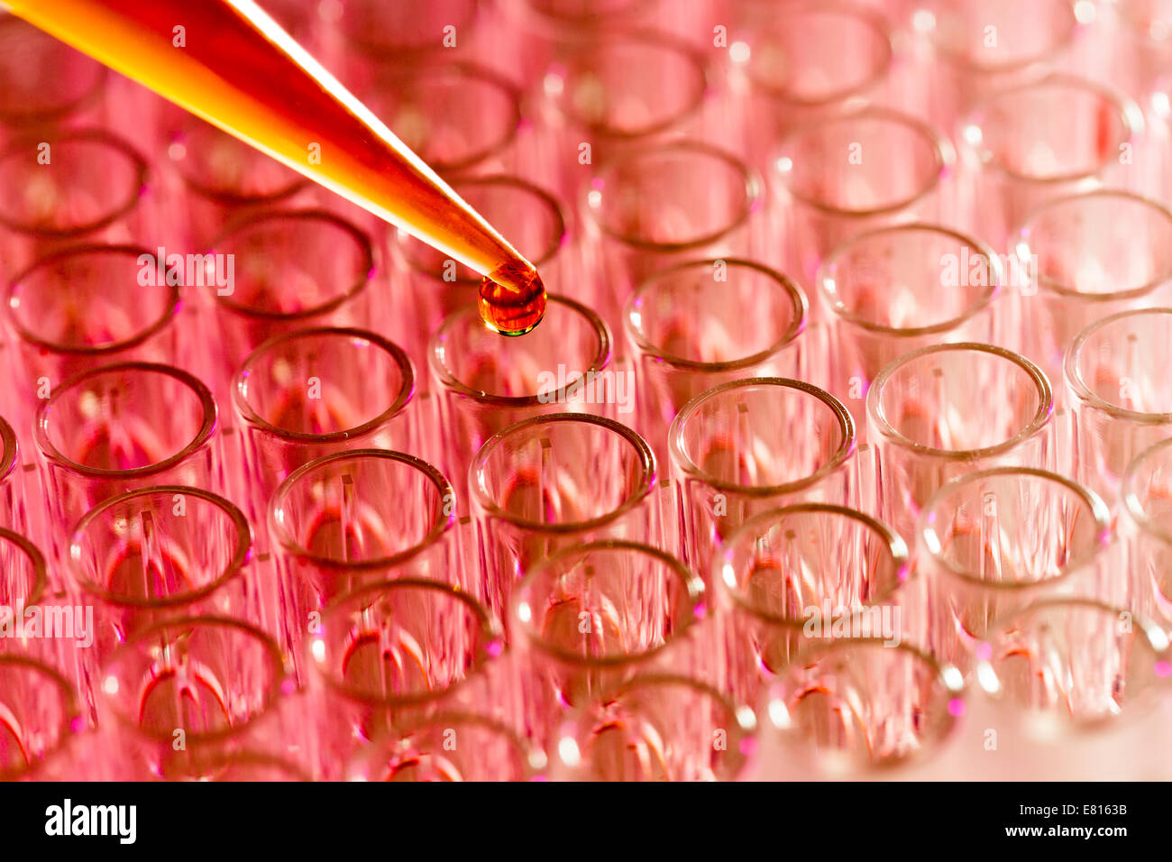 Pipette load samples in the PCR plate Stock Photo - Alamy