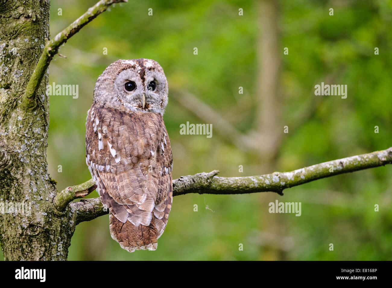 Tawny Owl (Strix aluco) perched on tree branch Stock Photo - Alamy