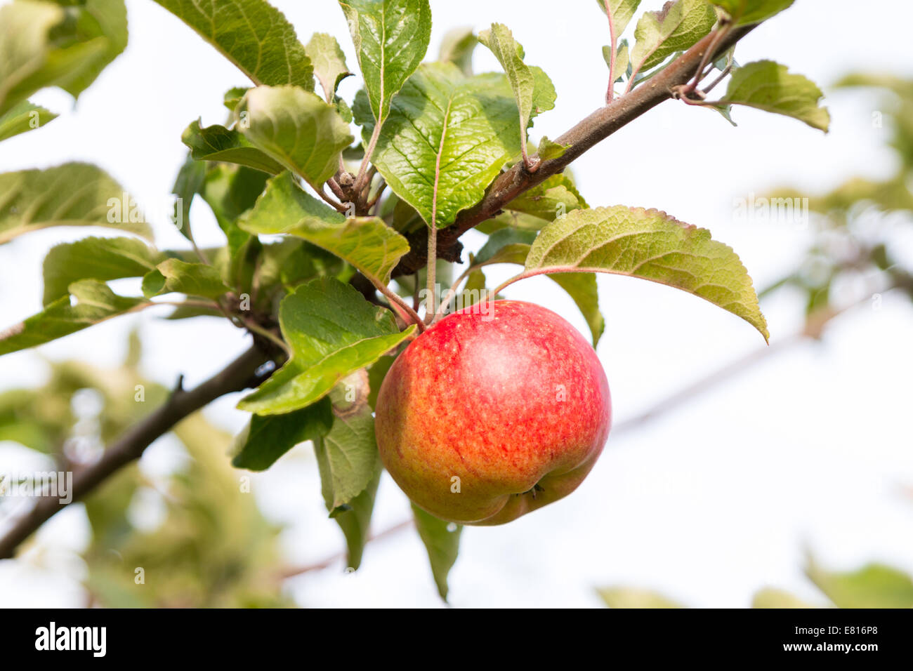 One apple at tree in sunlight, several leaves Stock Photo - Alamy