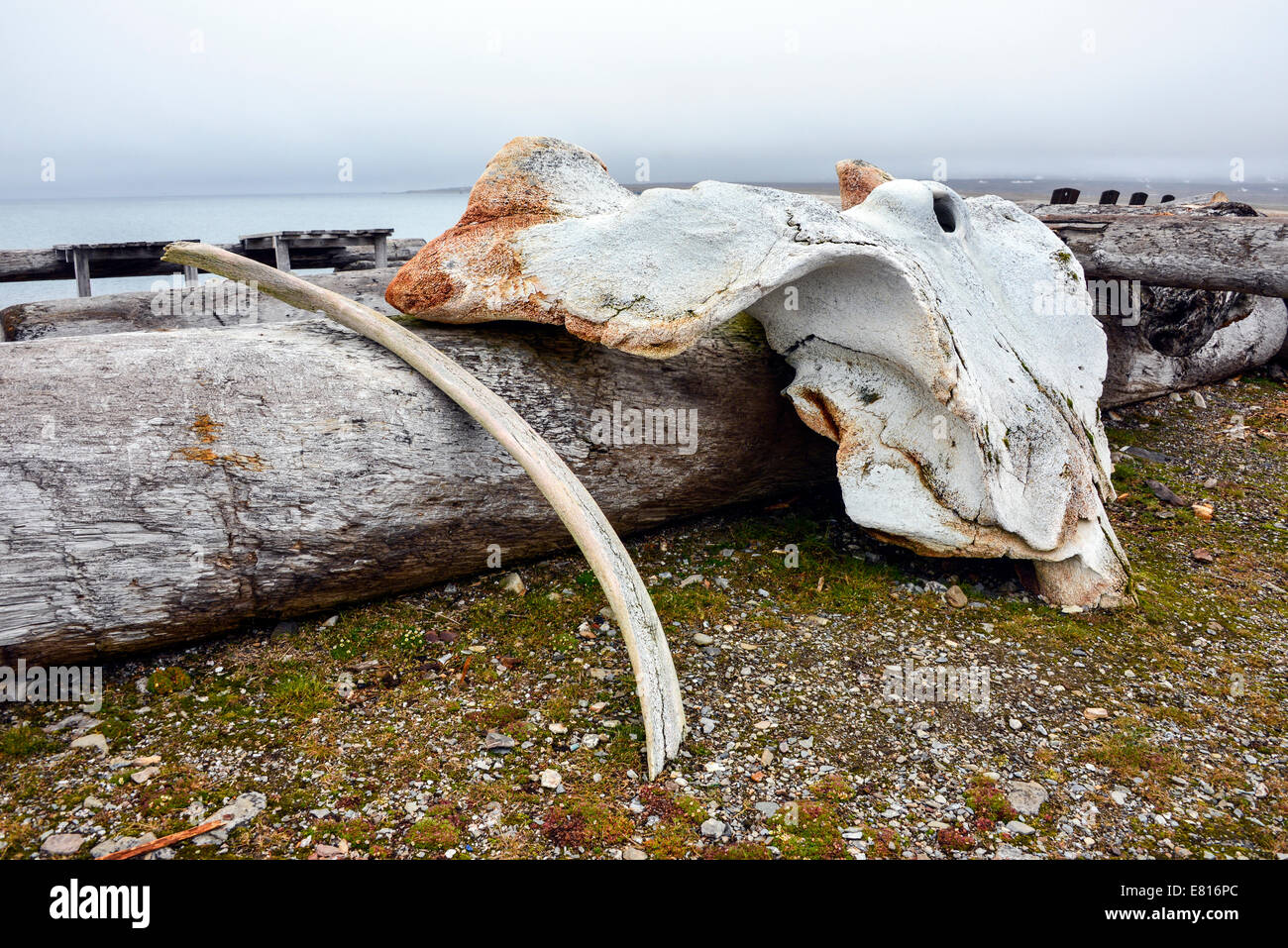 Whale bone at Isfjord Radio, Kapp Linne, Spitsbergen Stock Photo - Alamy