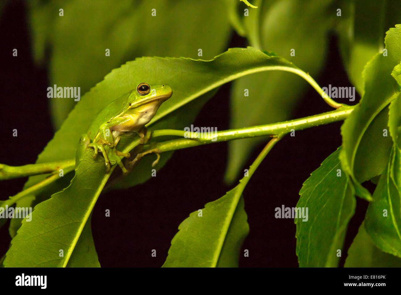 Green tree frog - Hyla cinerea perched on a leaf Stock Photo - Alamy