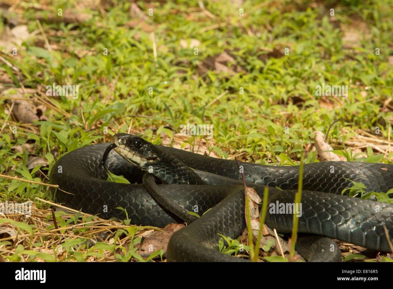 Subadult northern black racer - Coluber constrictor constrictor Stock ...