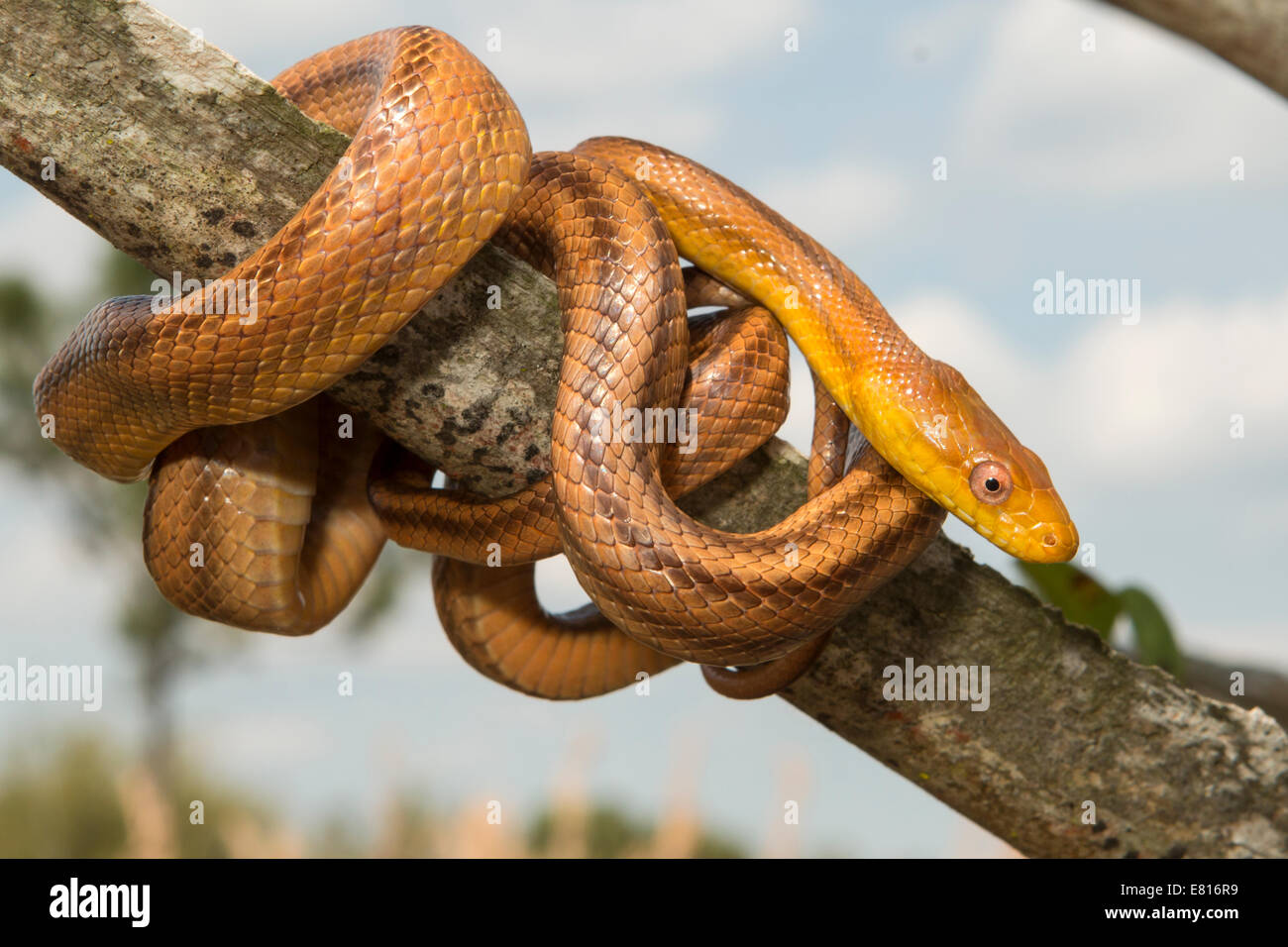 Yellow rat snake - Pantherophis alleghaniensis Stock Photo - Alamy
