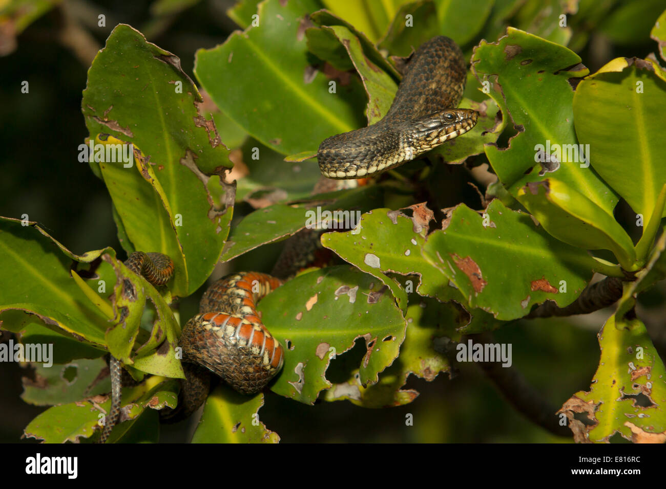 Mangrove salt marsh snake - Nerodia clarkii compressicauda Stock Photo ...