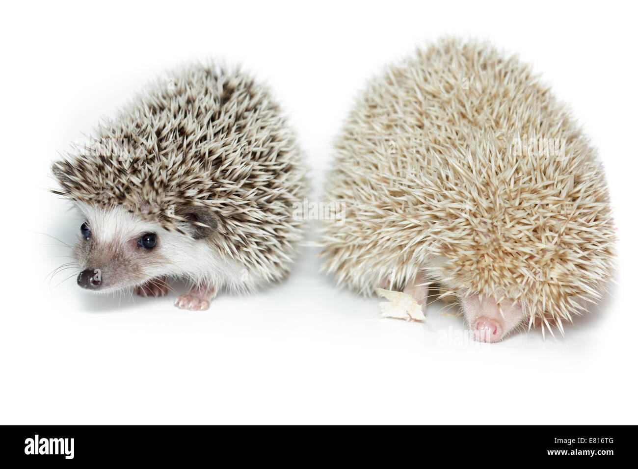 Atelerix albiventris, African pygmy hedgehog. in front of white ...