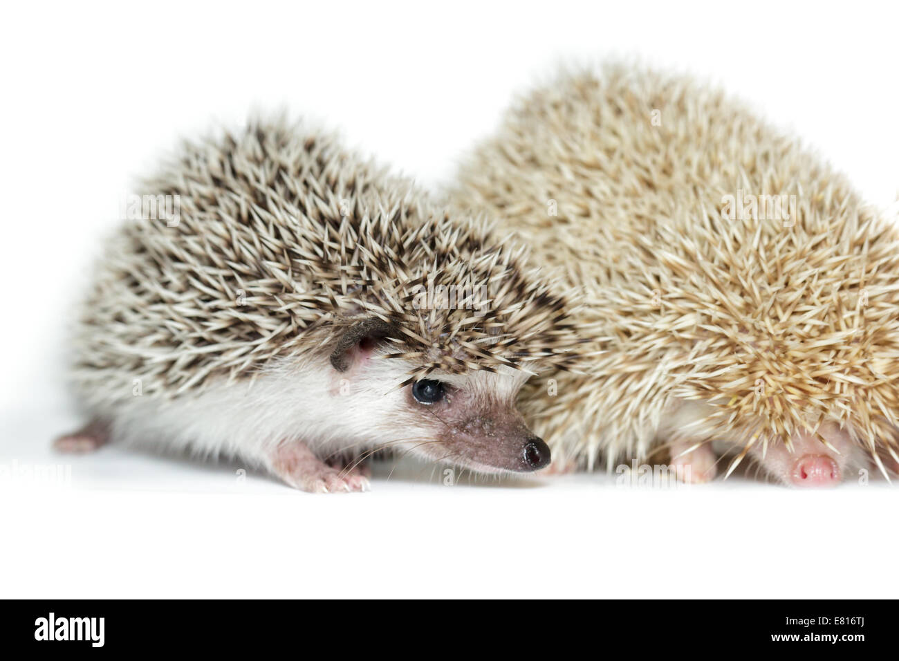 Atelerix albiventris, African pygmy hedgehog. in front of white ...