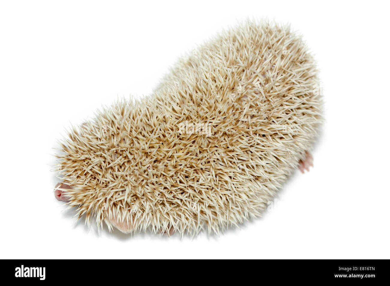 Atelerix albiventris, African pygmy hedgehog. in front of white ...