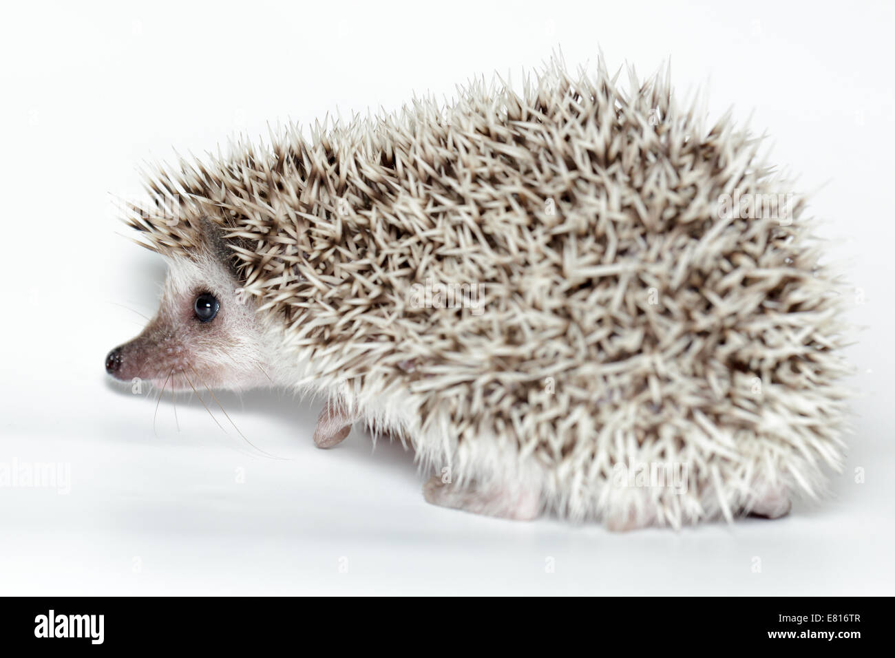 Atelerix albiventris, African pygmy hedgehog. in front of white ...