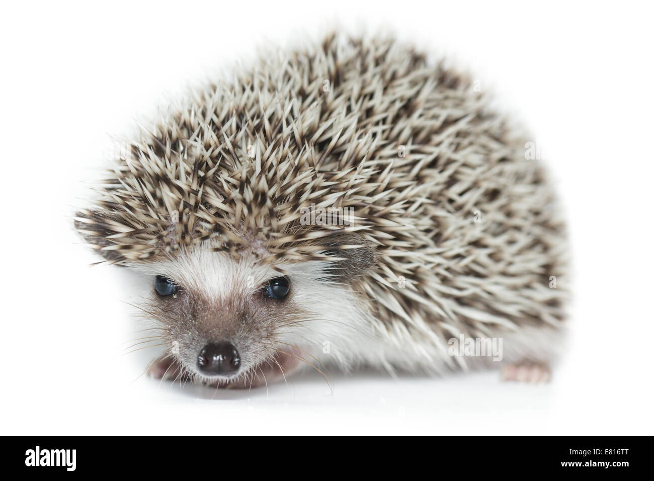 Atelerix albiventris, African pygmy hedgehog. in front of white ...