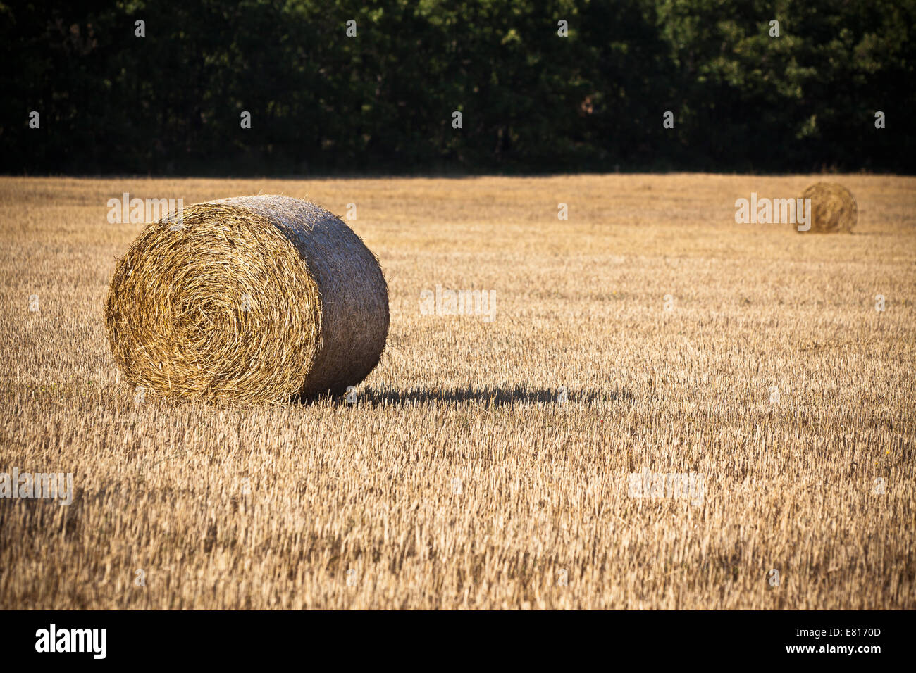 Round bales harvested on this ranch hi-res stock photography and images ...