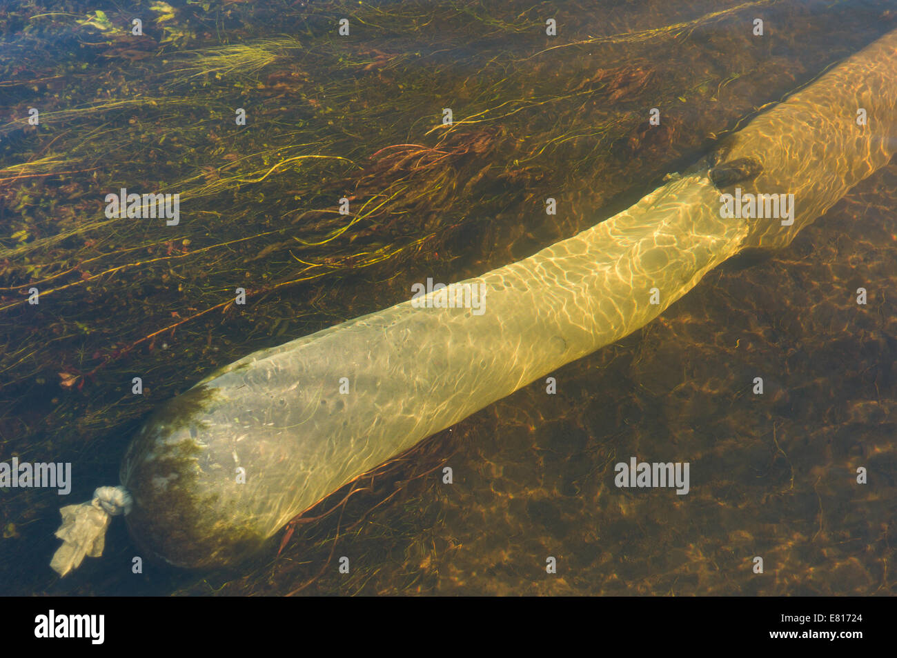 A fishing net made from mosquito net floats in underwater current full ...
