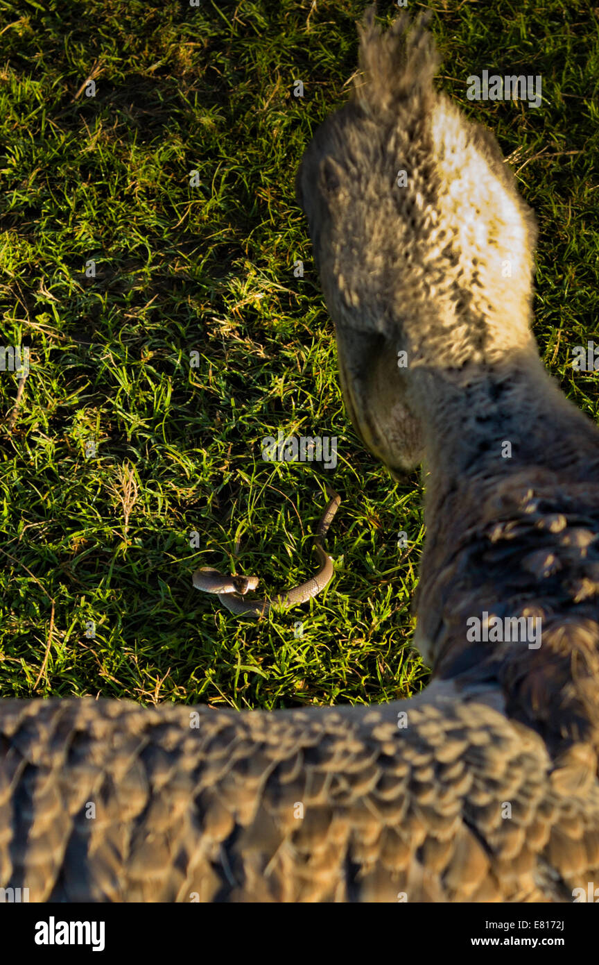 Unique snake hi-res stock photography and images - Alamy