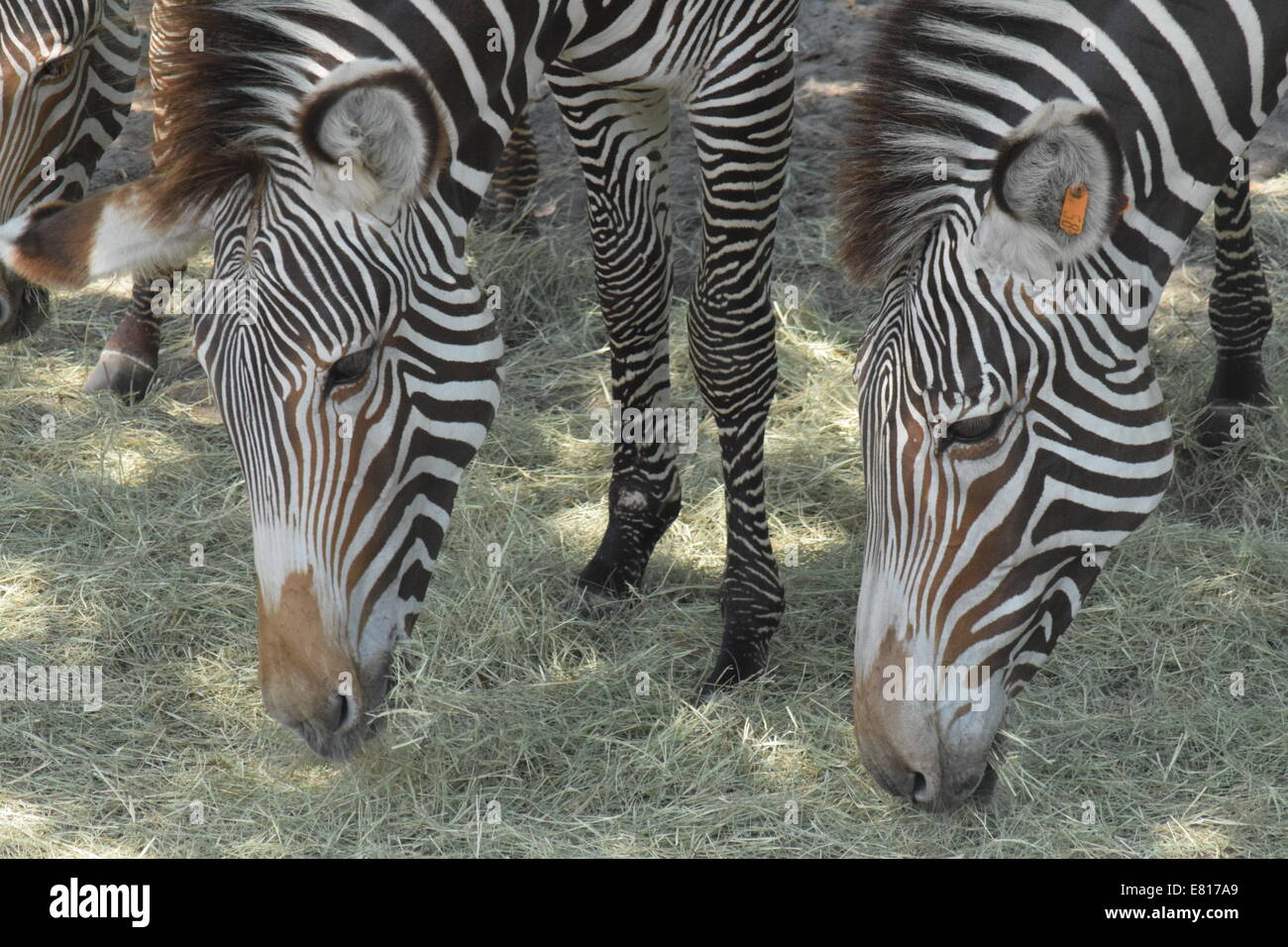Zebras Eating Grass High Resolution Stock Photography and Images - Alamy