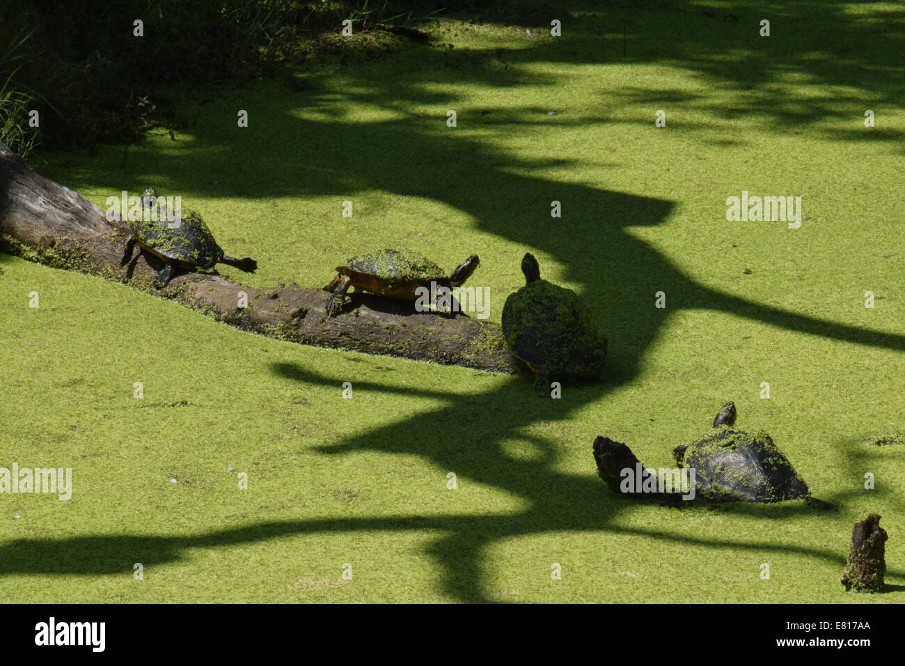 Log with 4 turtles hi-res stock photography and images - Alamy