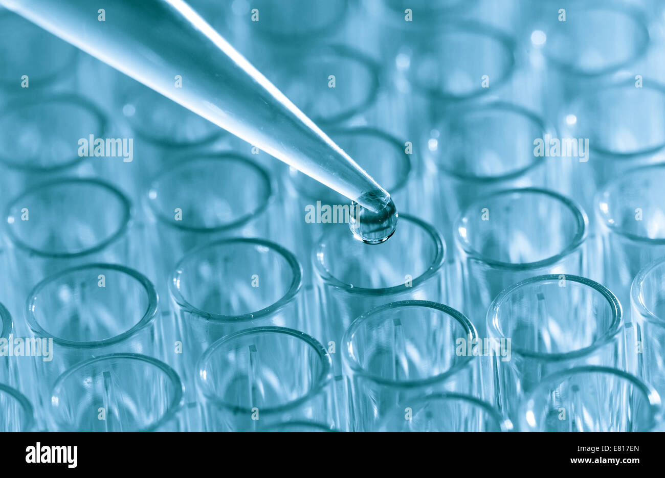 Pipette load samples in the PCR plate Stock Photo - Alamy