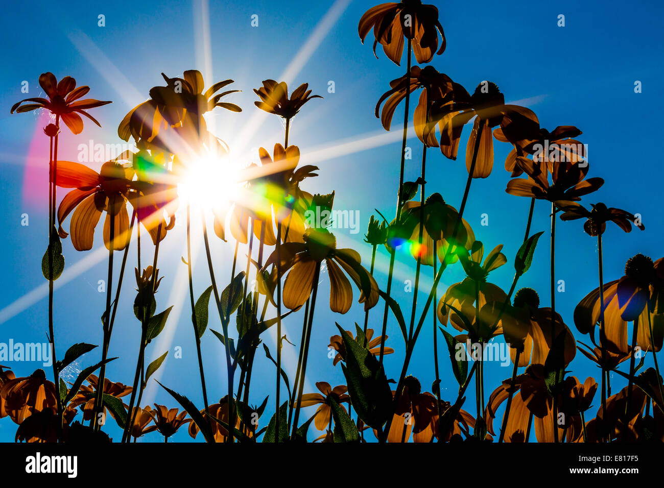 flowers and sun Stock Photo - Alamy