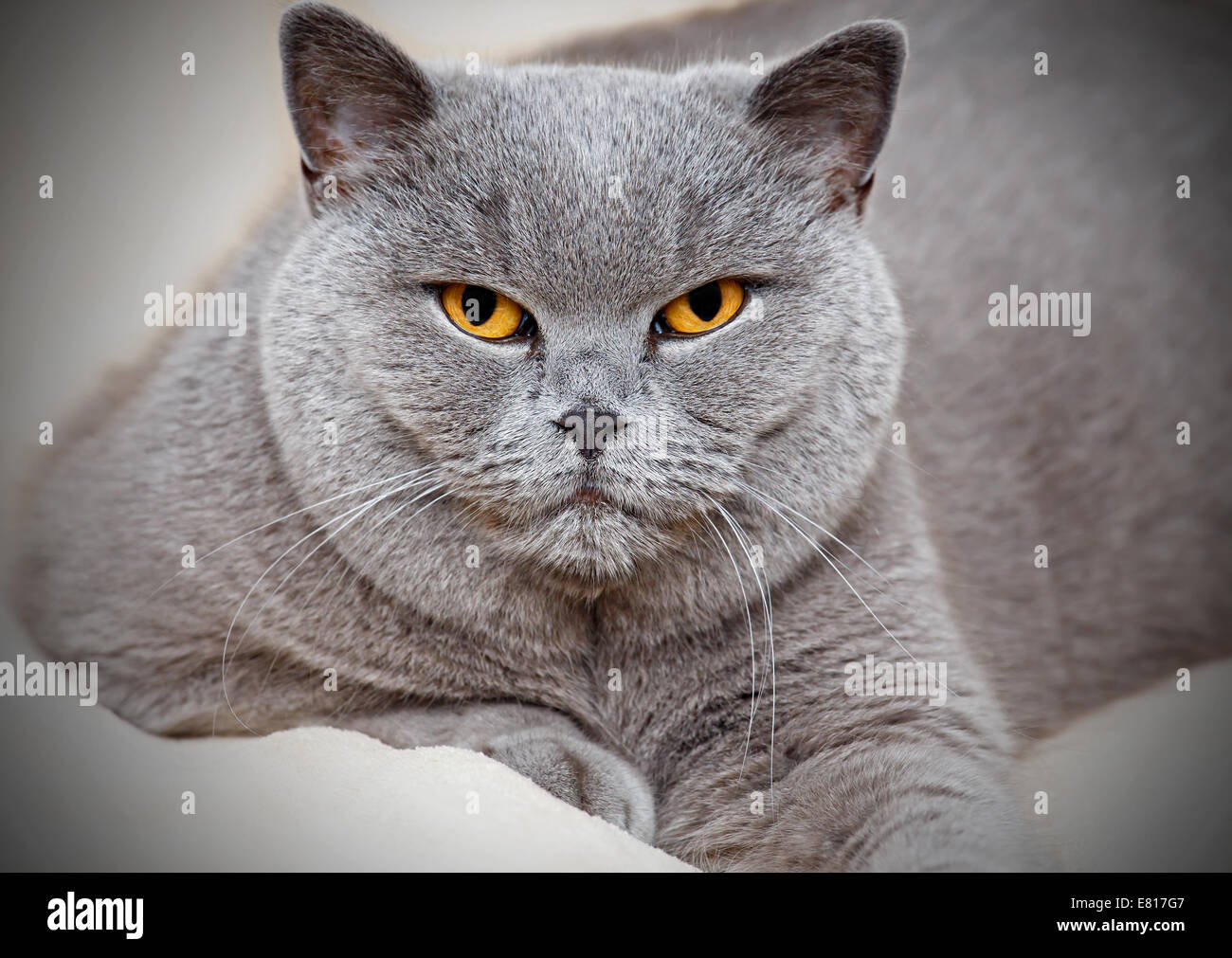 Beautiful british breed cat hi-res stock photography and images - Alamy