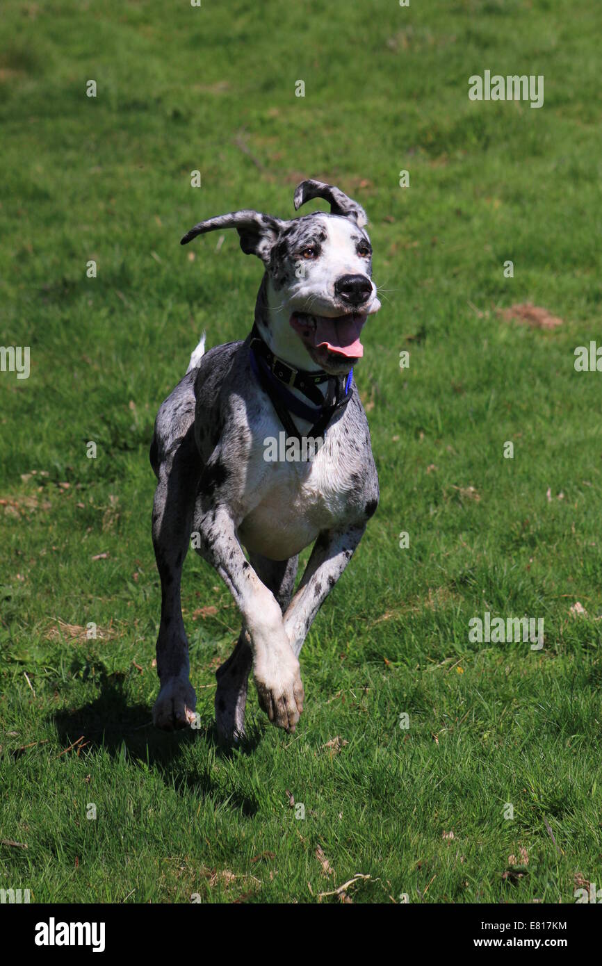 Running great dane Stock Photo - Alamy