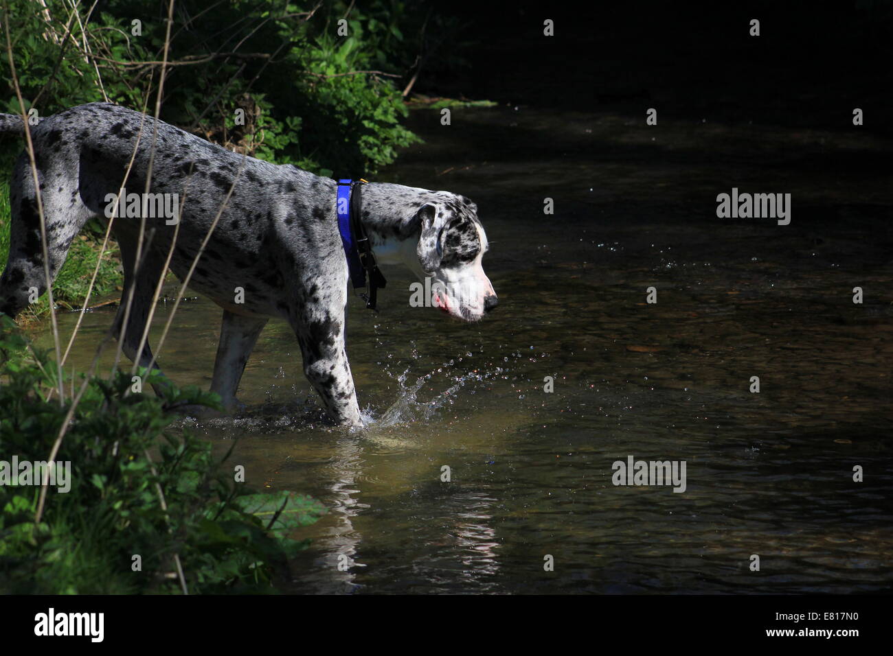 Great dane in a stream Stock Photo - Alamy