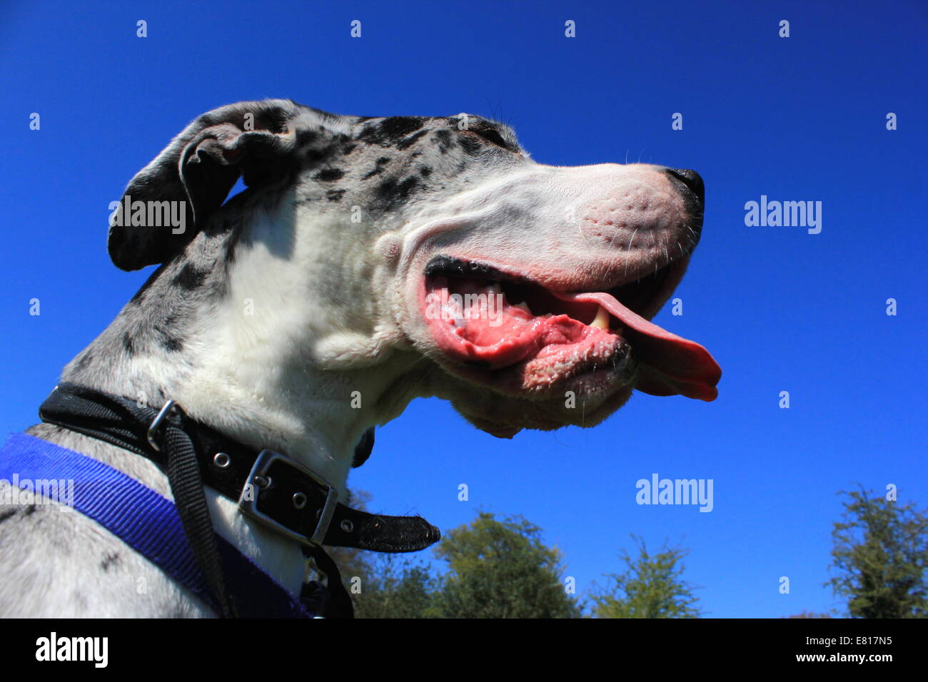 Close-up of great dane Stock Photo - Alamy