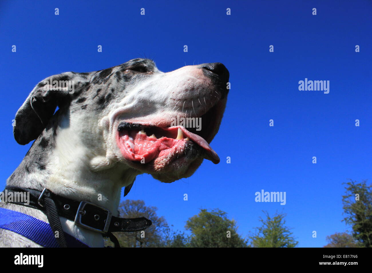 Close-up of great dane Stock Photo - Alamy