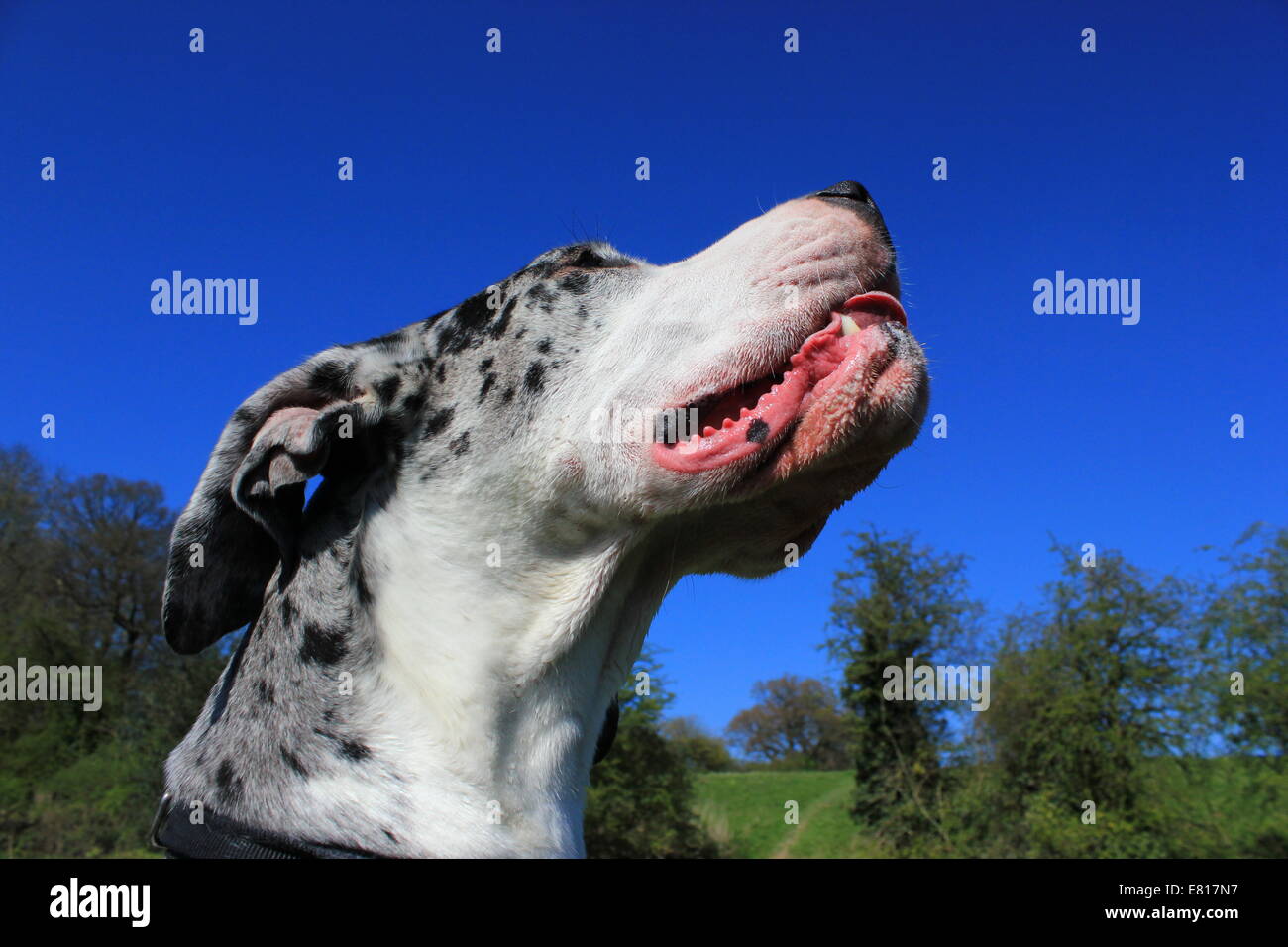 Close-up of great dane Stock Photo - Alamy