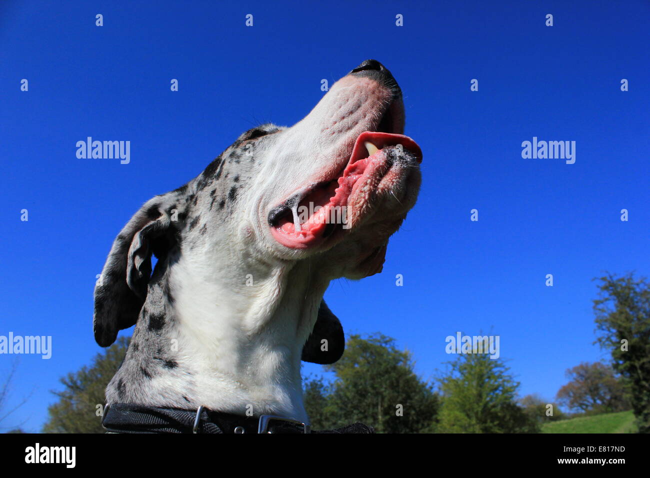 Drooling great dane hi-res stock photography and images - Alamy