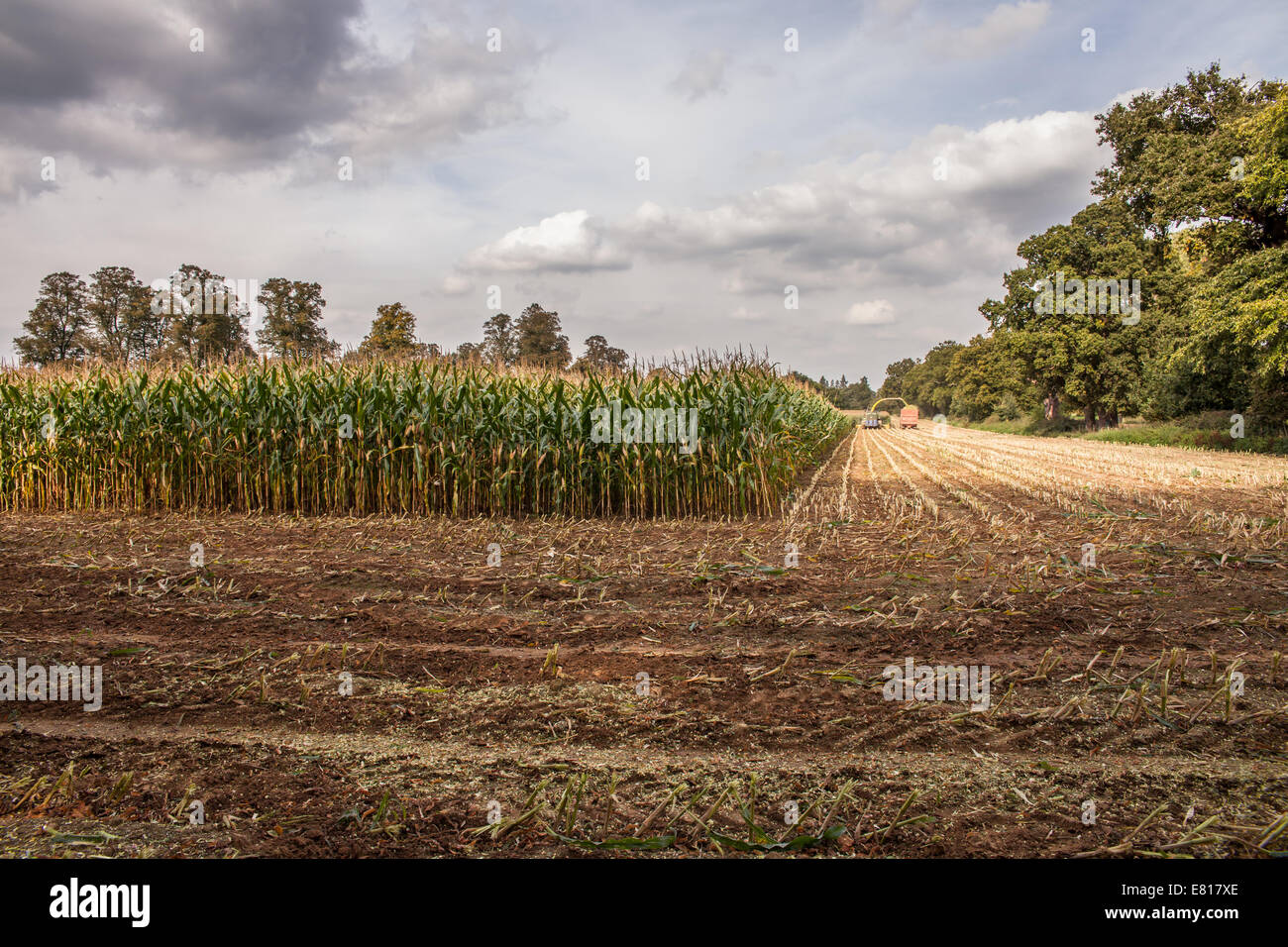 Slough, UK. 28th September 2014 Harvesting Maize to be used as animal ...