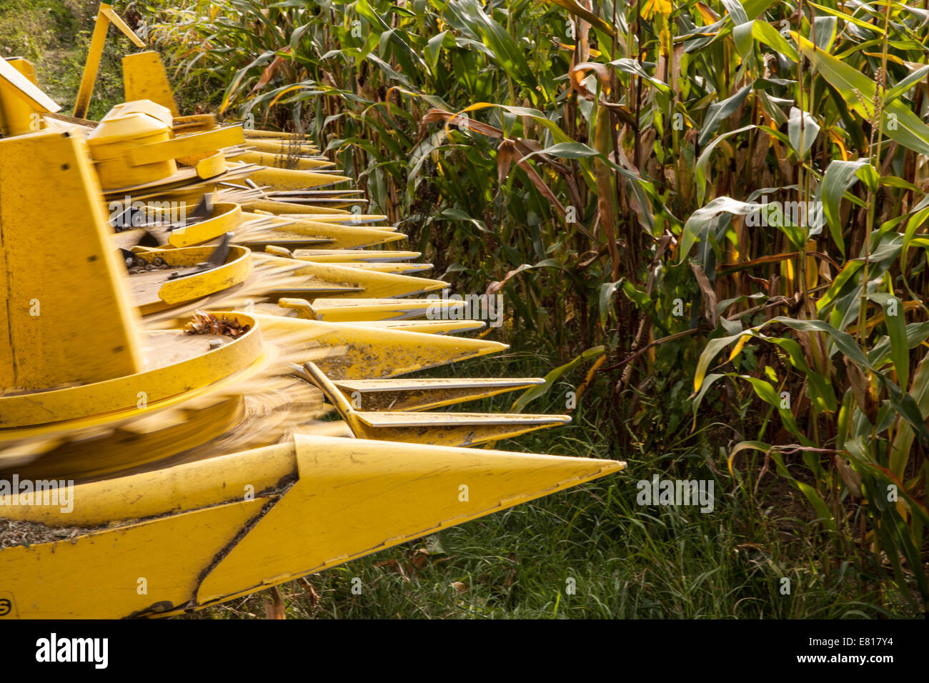 Slough, UK. 28th September 2014 Harvesting Maize to be used as animal ...