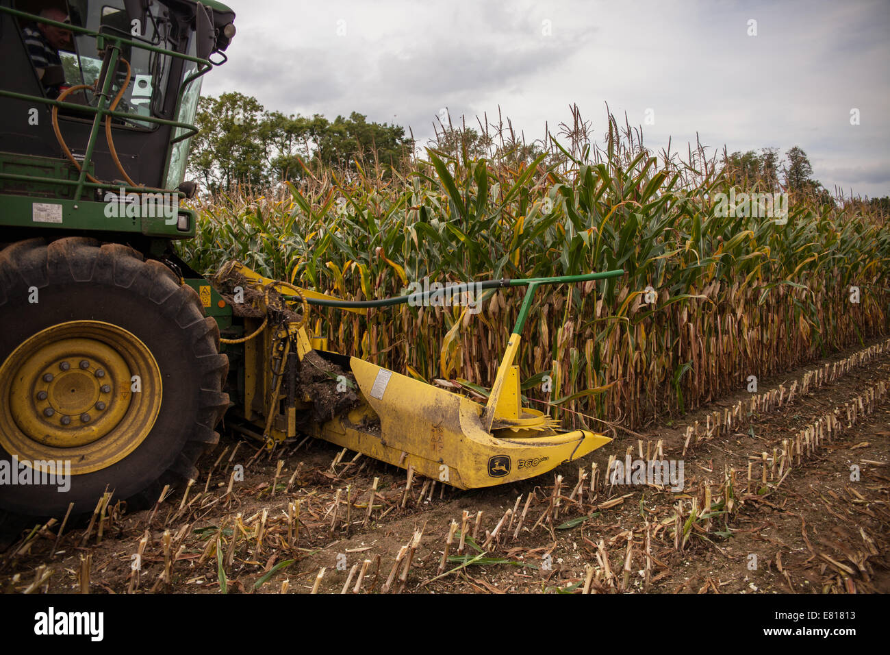 Harvesting maize uk hi-res stock photography and images - Alamy