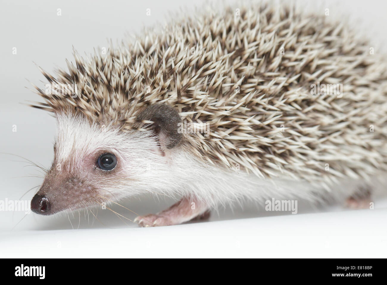Atelerix albiventris, African pygmy hedgehog. in front of white ...