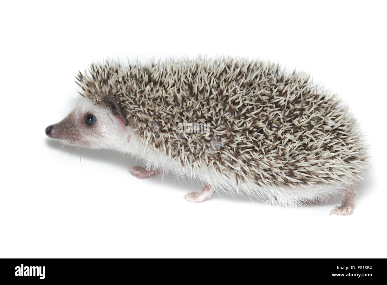 Atelerix albiventris, African pygmy hedgehog. in front of white ...